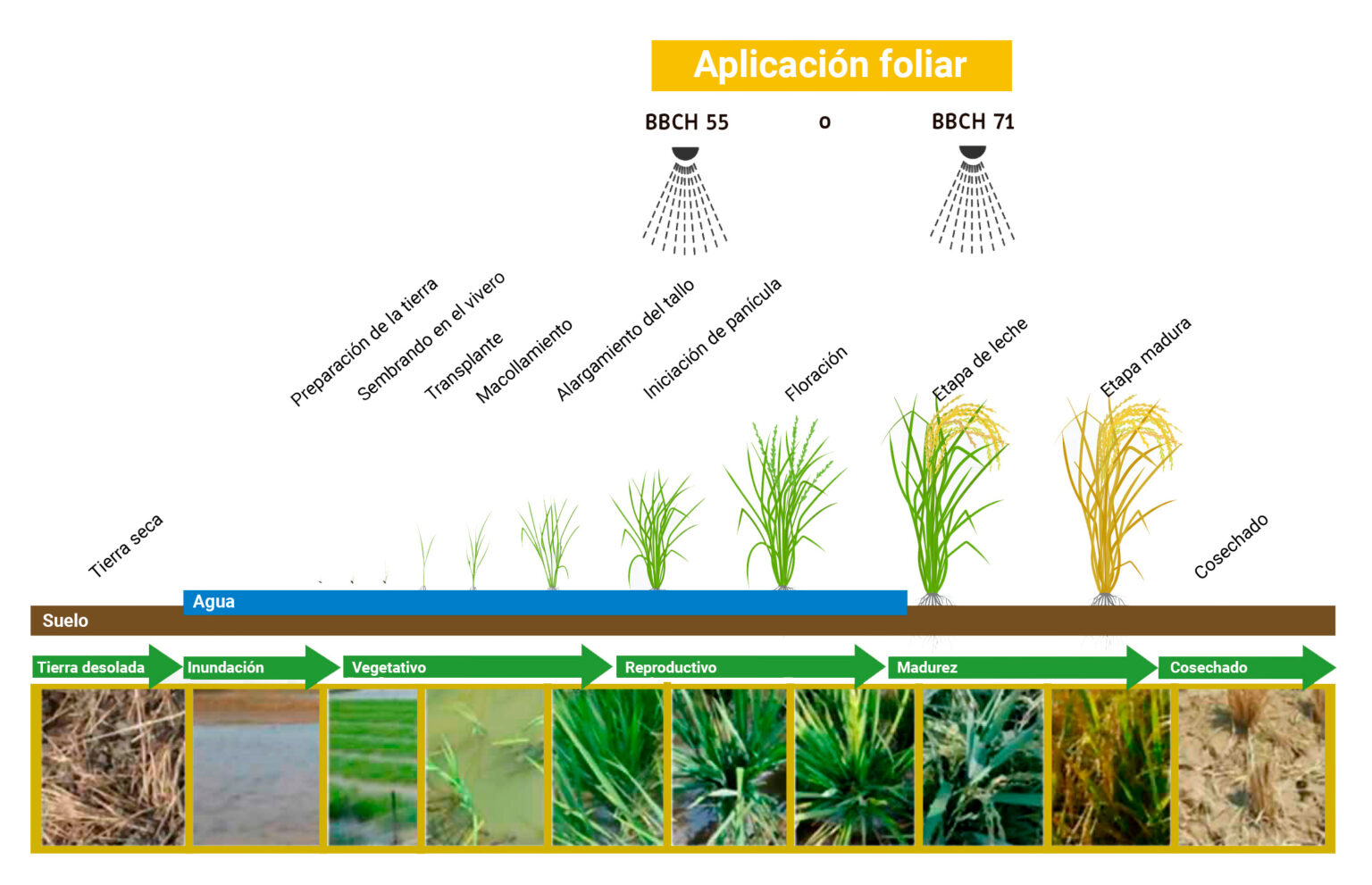 Los beneficios de InGrain®. El bioestimulante para arroz - Sumitomo ...